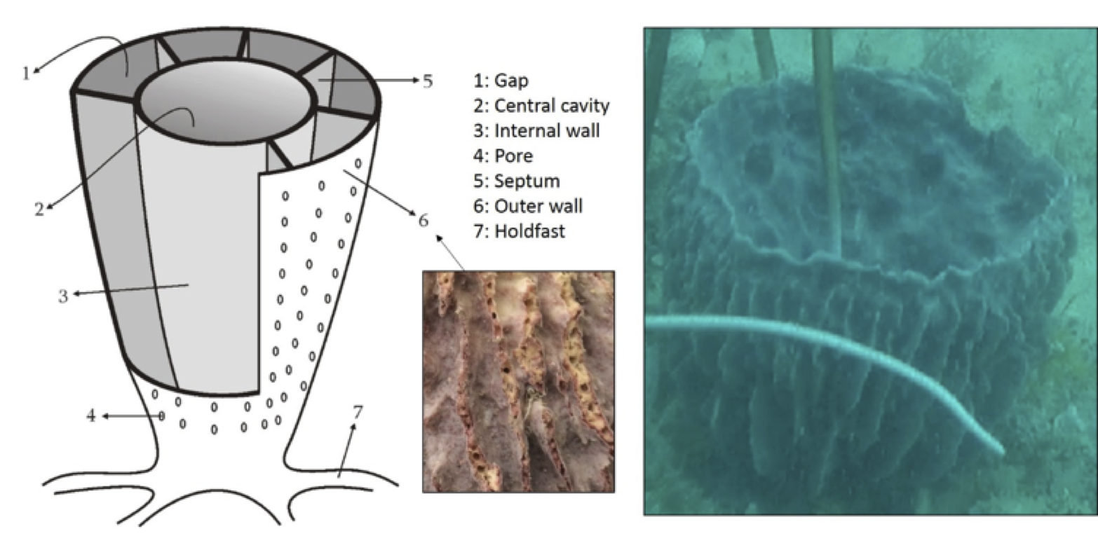 Who lives in a pineapple under the sea? | North West Atlas