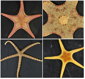 A sea star with body armour… | North West Atlas
